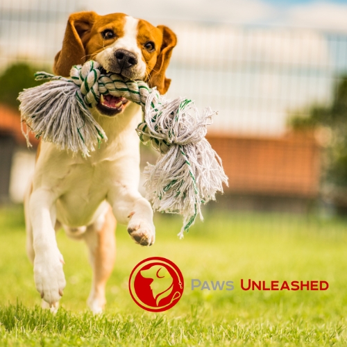 Trusted Dog Training & Daycare Near You | PawsUnleashedUSA